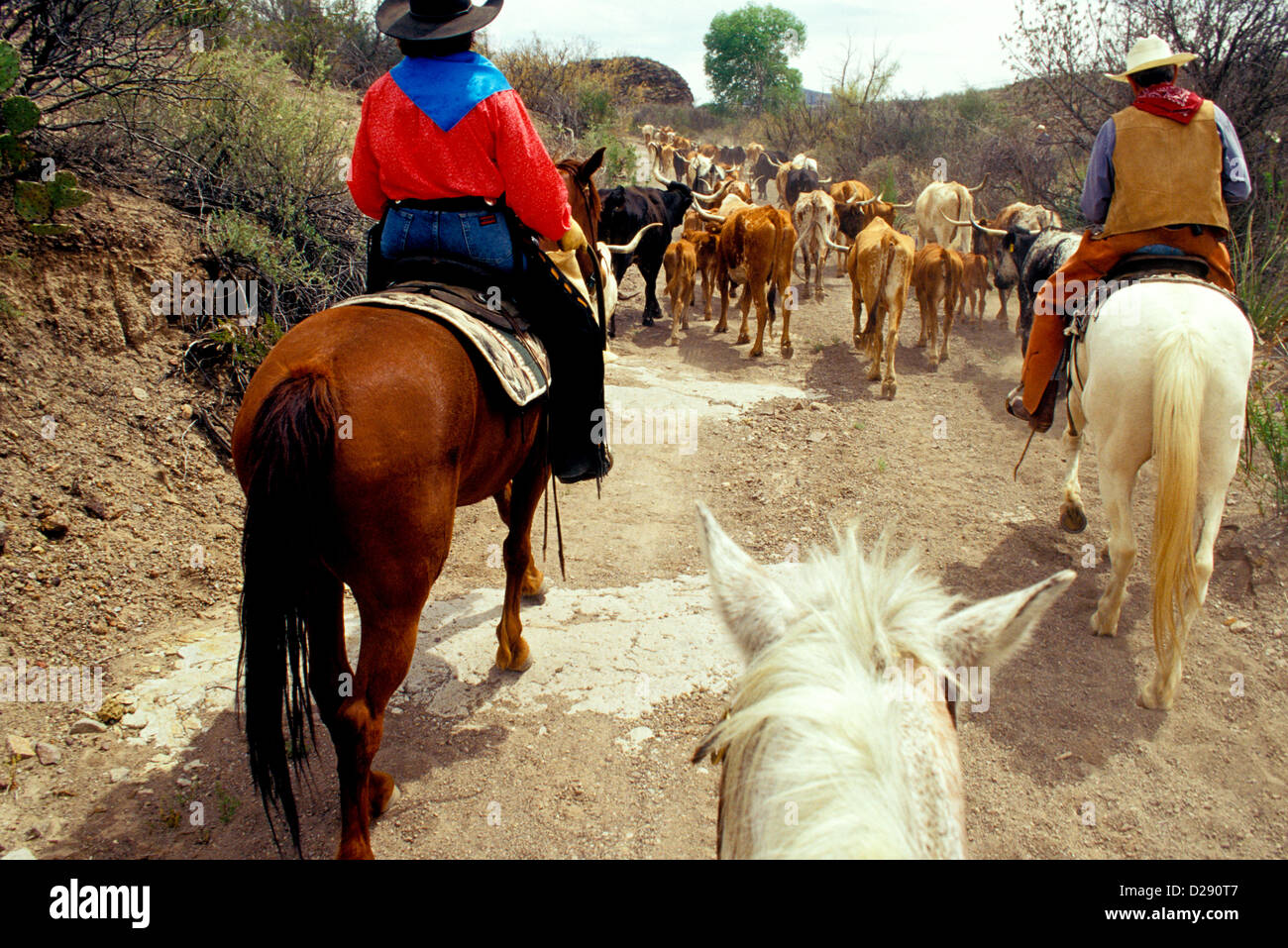 West Texas. Cattle Drive. Big Bend State Park Stock Photo - Alamy