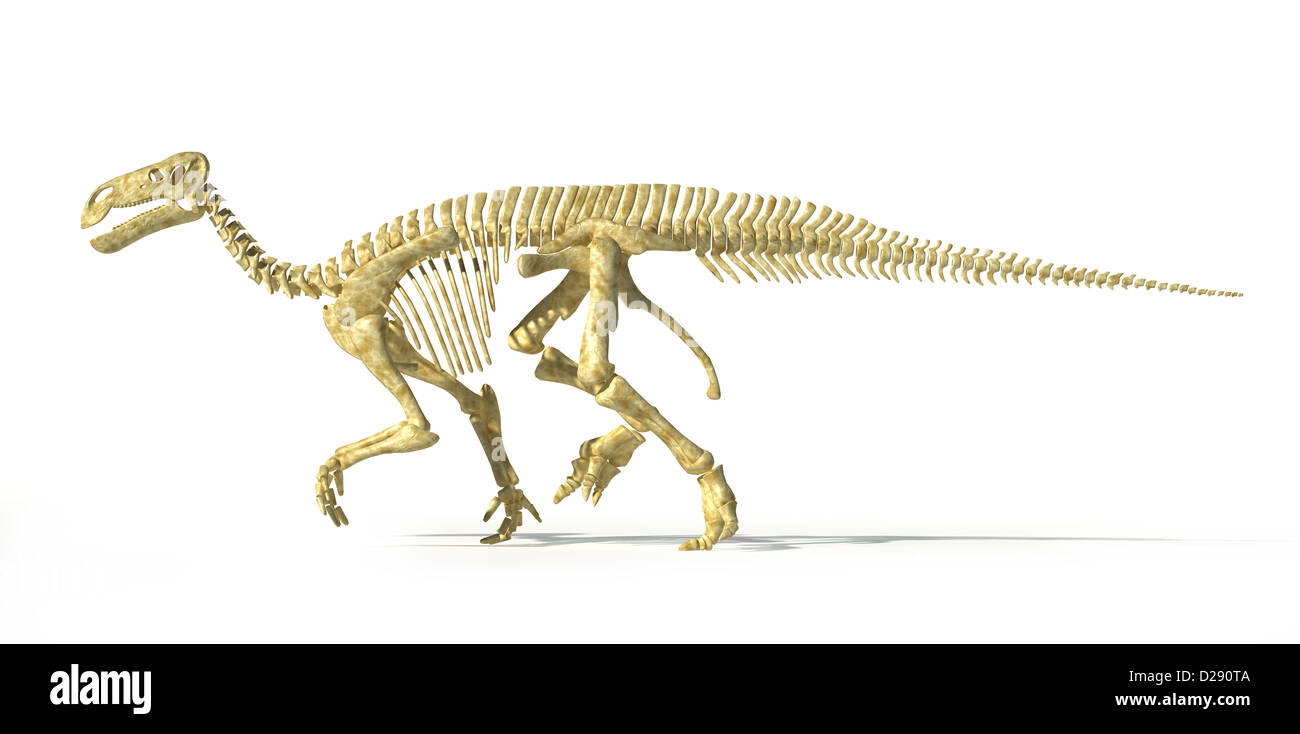 Iguanodon dinosaur full skeleton photo-realistic and scientifically ...