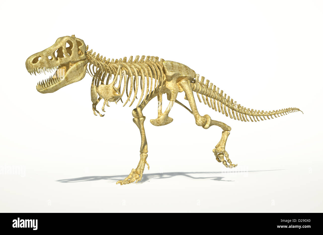 T-Rex dinosaur full skeleton, photo-realistic, scientifically correct ...