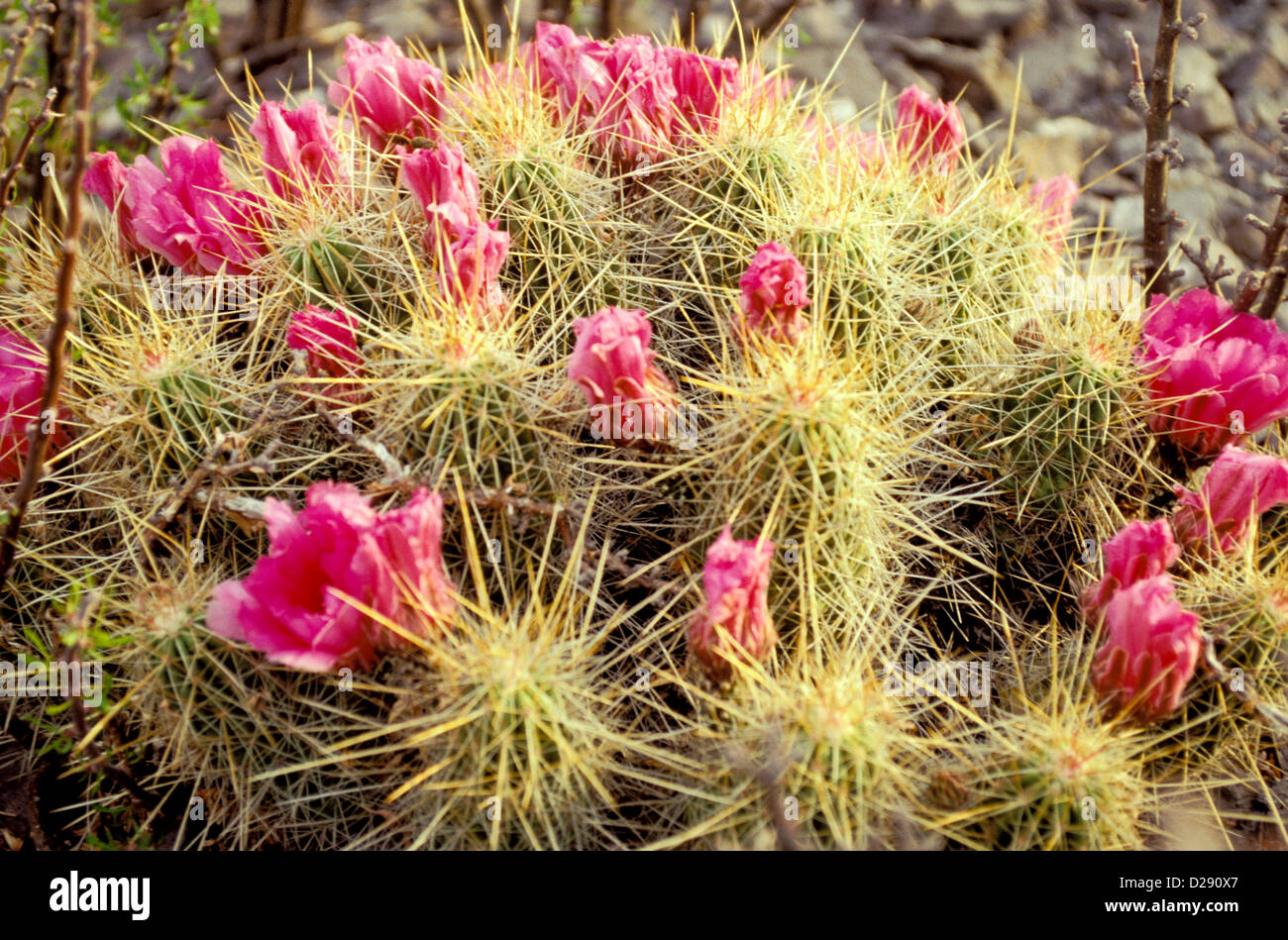 West Texas. Flowering Cactus Stock Photo - Alamy
