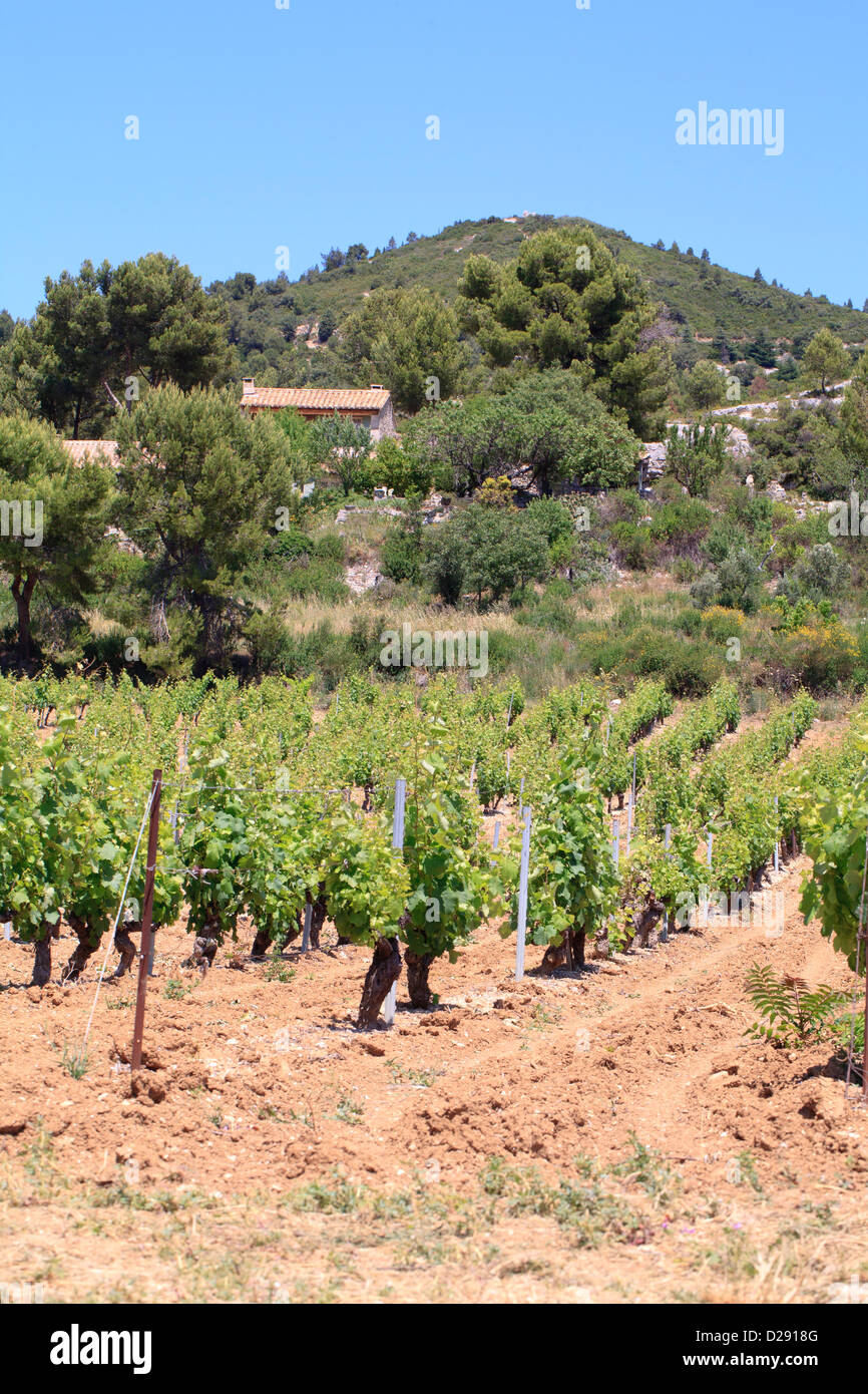 Vineyard and Villas in limestone hills. Chaîne des Alpilles, Bouches-du ...