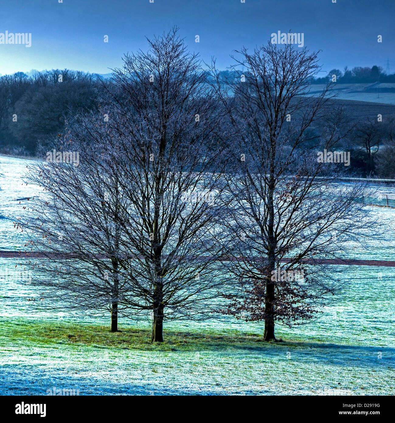 Stand of Bare Trees at RHS Hyde Hall Stock Photo - Alamy