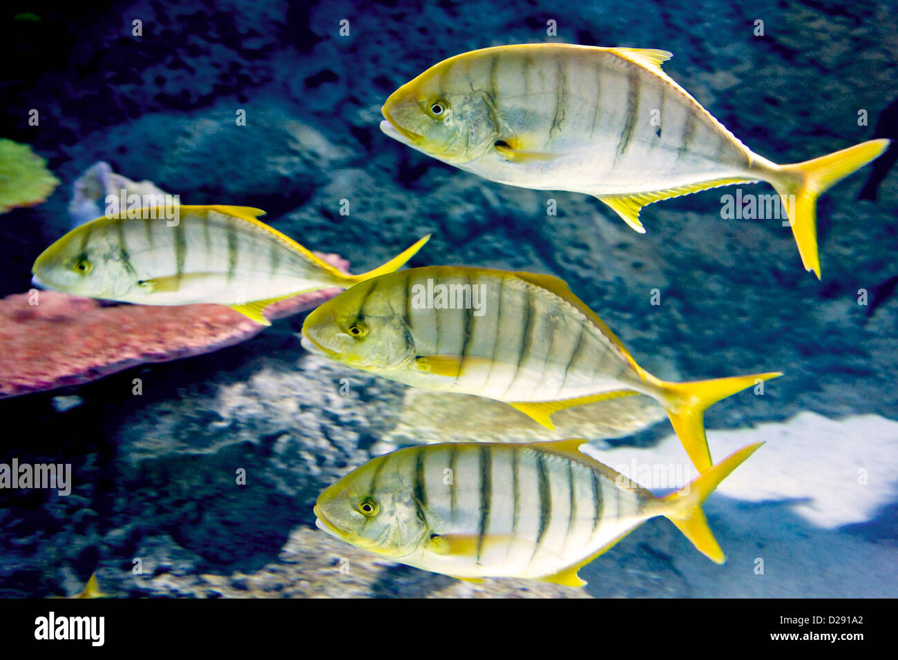 Four golden trevally Stock Photo - Alamy