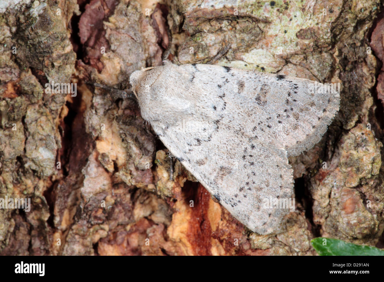 The Sprinkled Rustic moth (Hoplodrina respersa) resting on tree bark ...