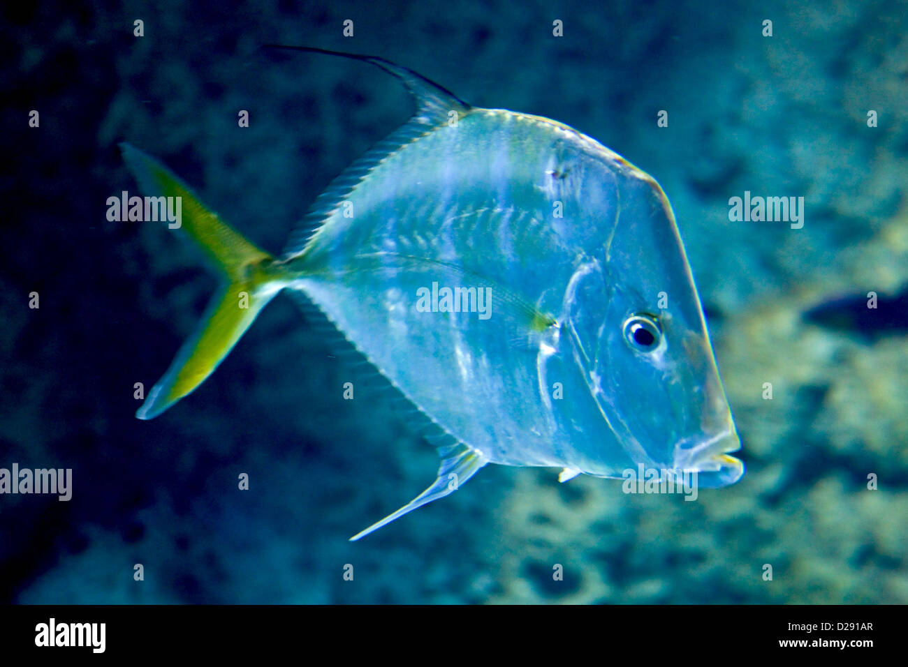 Lookdown fish hi-res stock photography and images - Alamy
