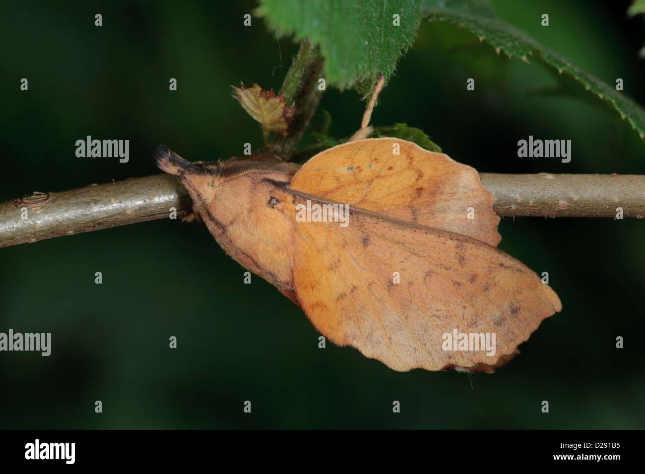 The Lappet moth (Gastropacha quercifolia) resting on a twig. Ariege ...