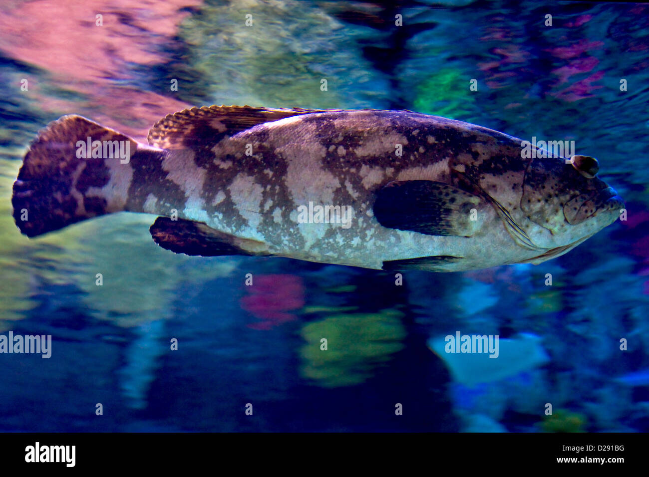 Spotted fins hi-res stock photography and images - Alamy