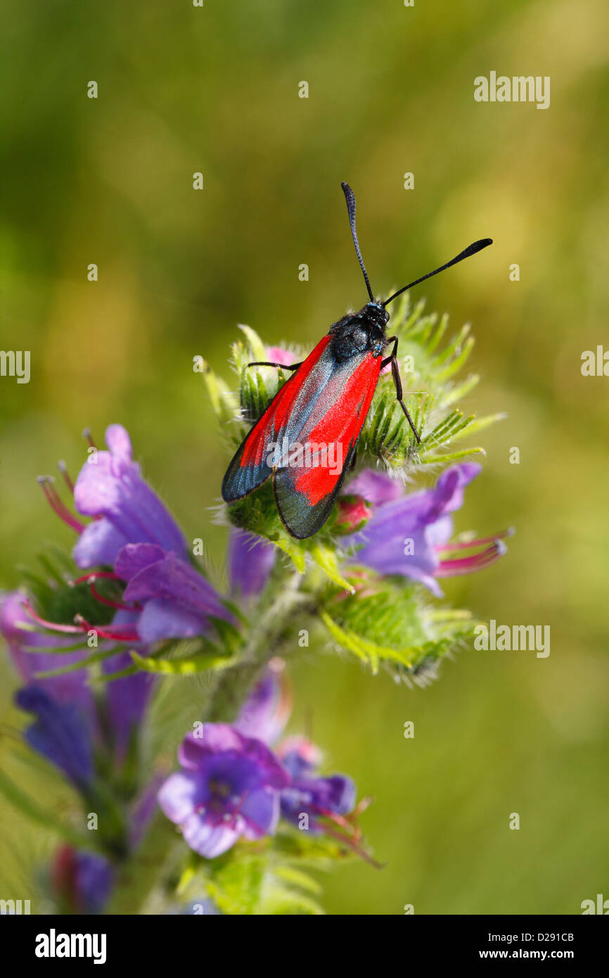 Transparent hi-res stock photography and images - Alamy