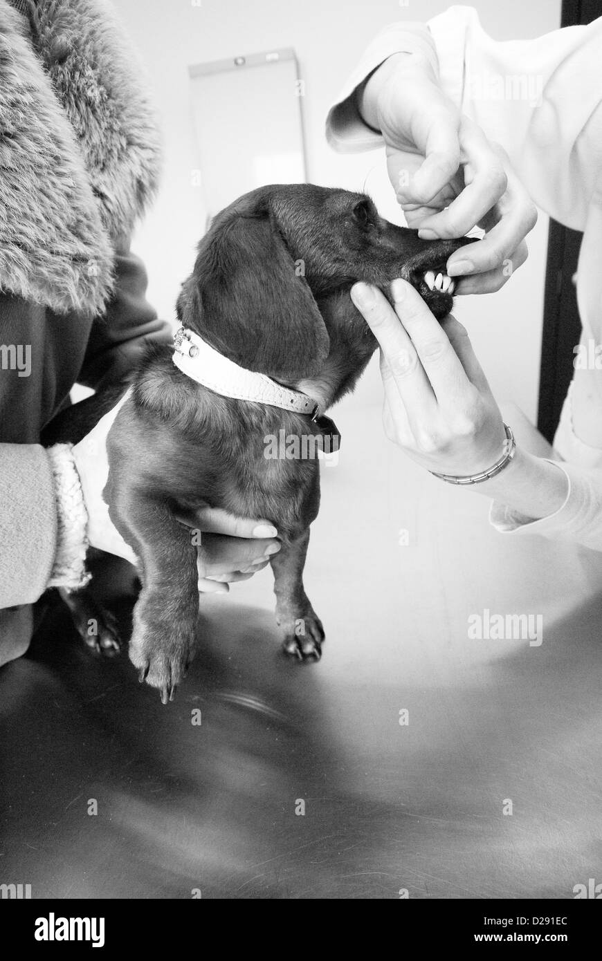 Inspection dog hi-res stock photography and images - Alamy