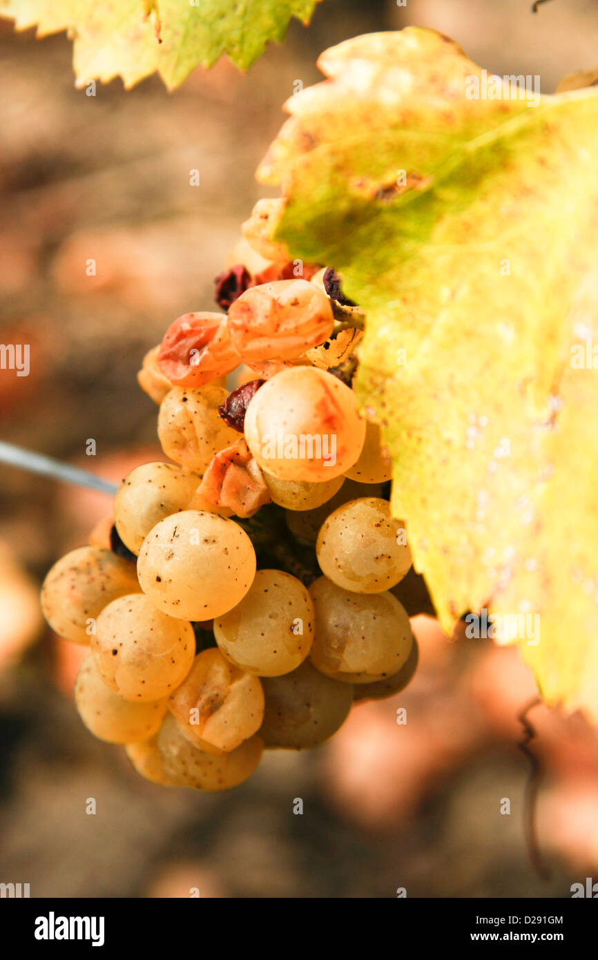 France, Beaune In Northern Burgundy, Chablis Grapes Stock Photo - Alamy