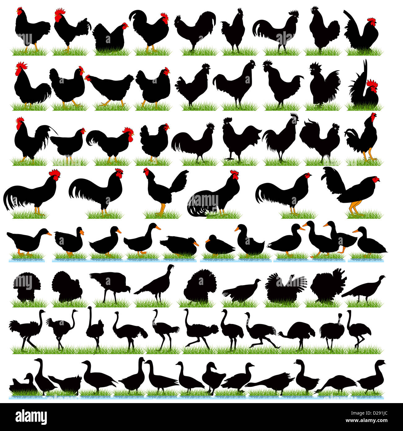 77 Farm Birds Detailed Silhouettes Set Stock Photo - Alamy
