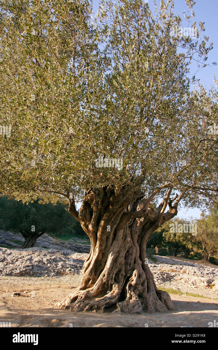 1000 yr old olive tree near avignon hi-res stock photography and images ...