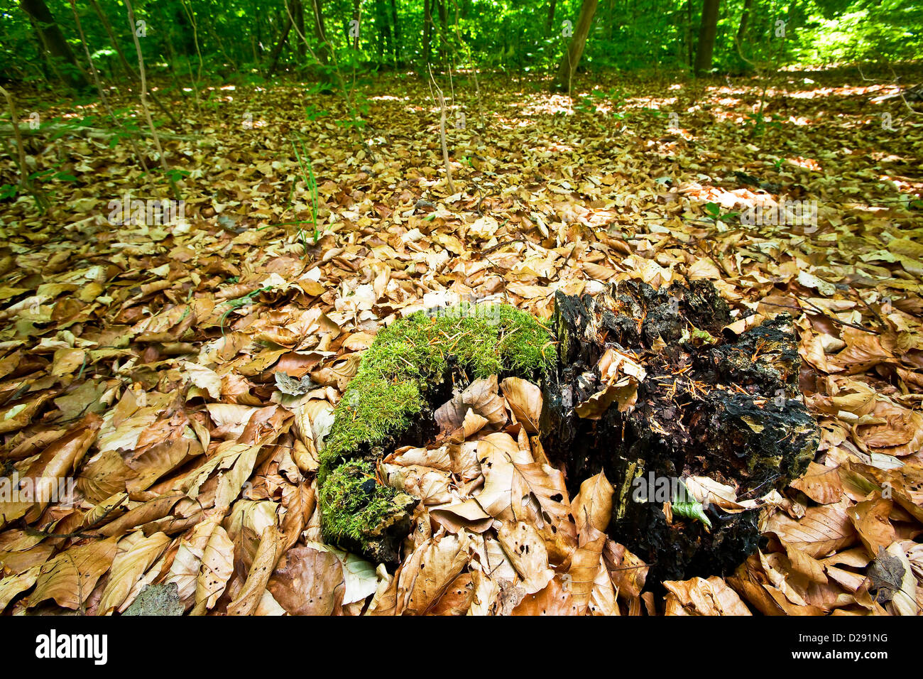 Old stumb at the forest floor Stock Photo - Alamy