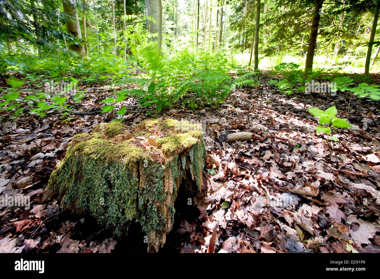 Old stumb at the forest floor Stock Photo - Alamy
