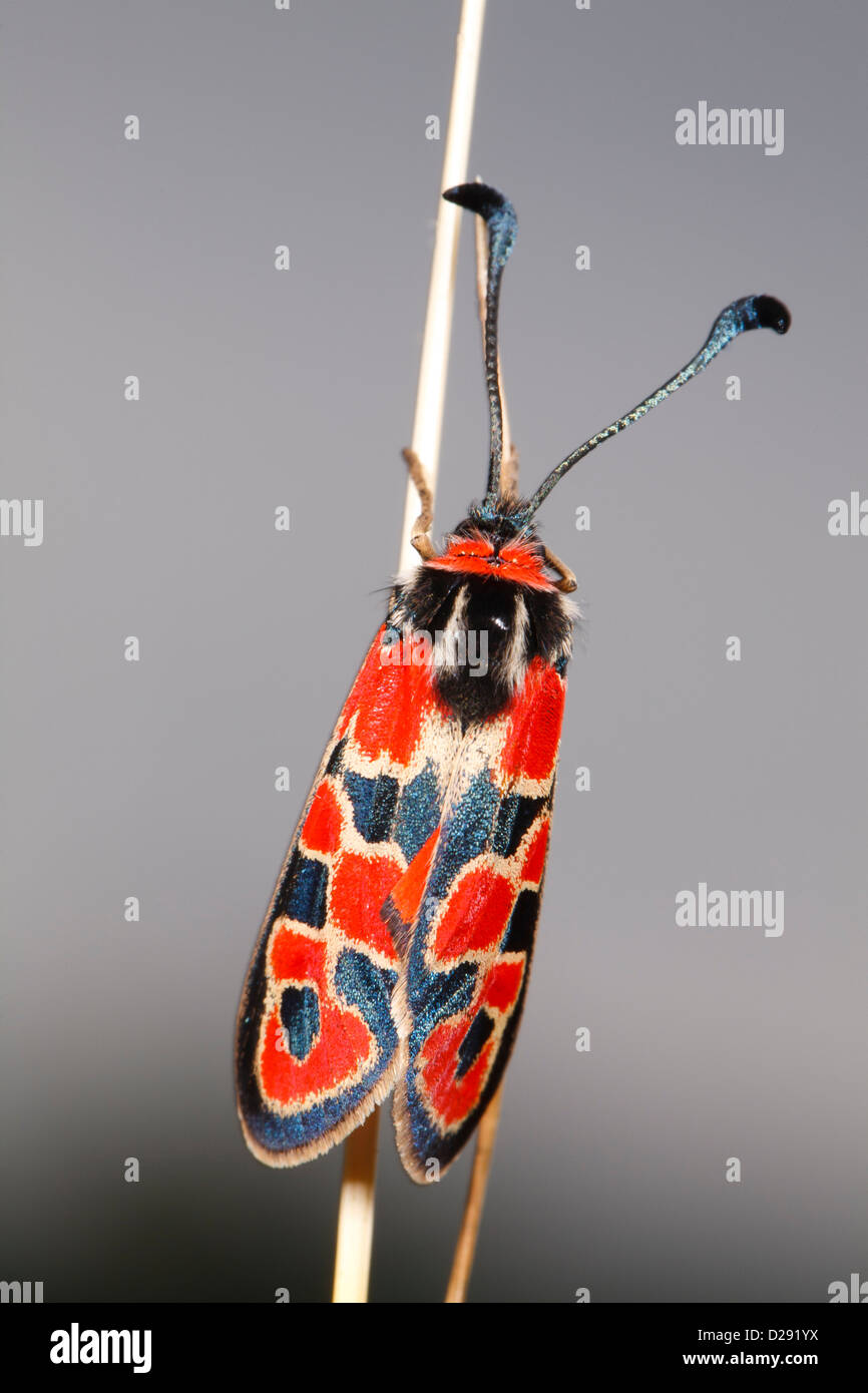 Auspicious Burnet Moth (Zygaena fausta) adult resting on a grass stem ...