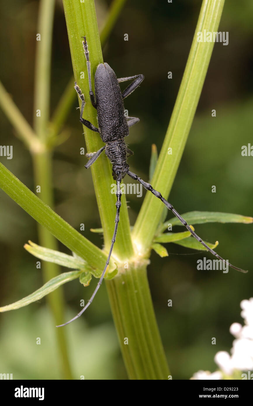 Capricorn beetle hi-res stock photography and images - Alamy