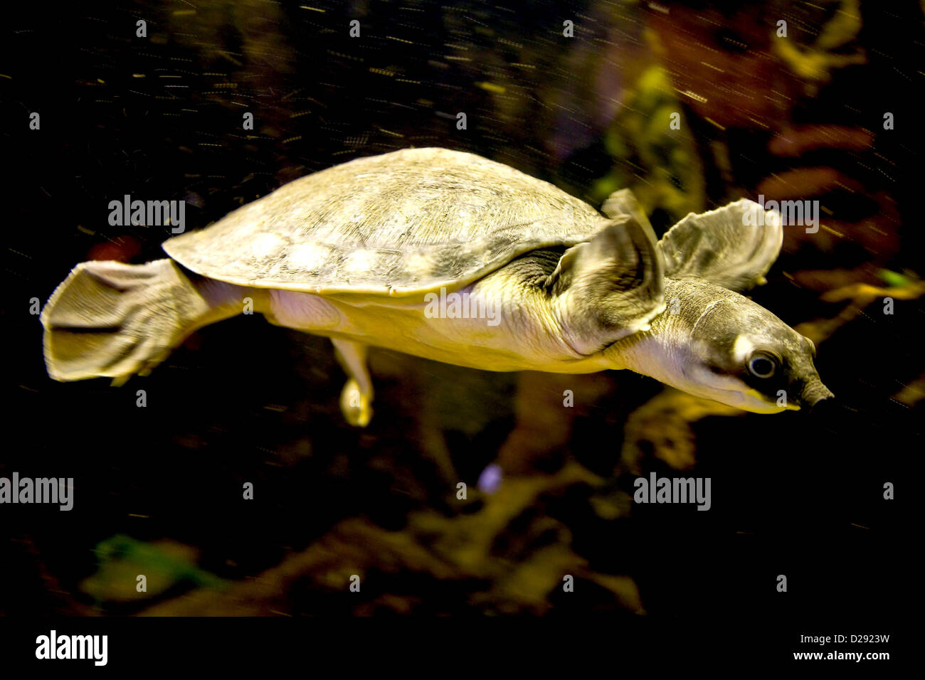 Pig nosed Turtle Stock Photo - Alamy