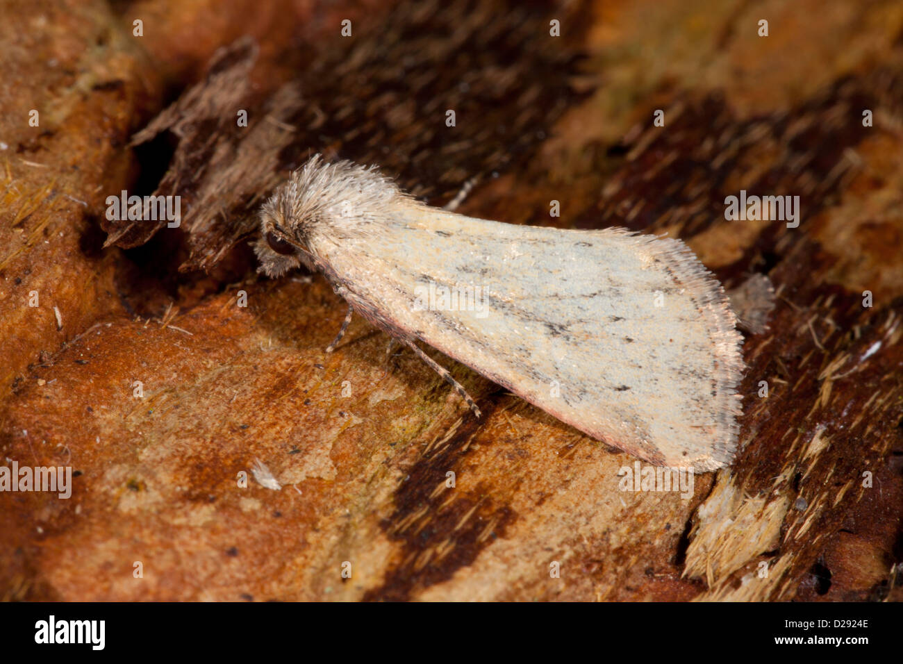 Small moth hi-res stock photography and images - Alamy