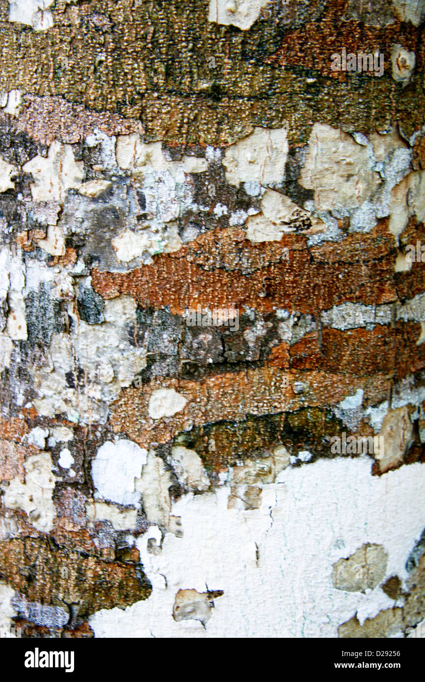 Ceiba Tree Bark, Mayan Sacred Tree. Mexico Stock Photo - Alamy