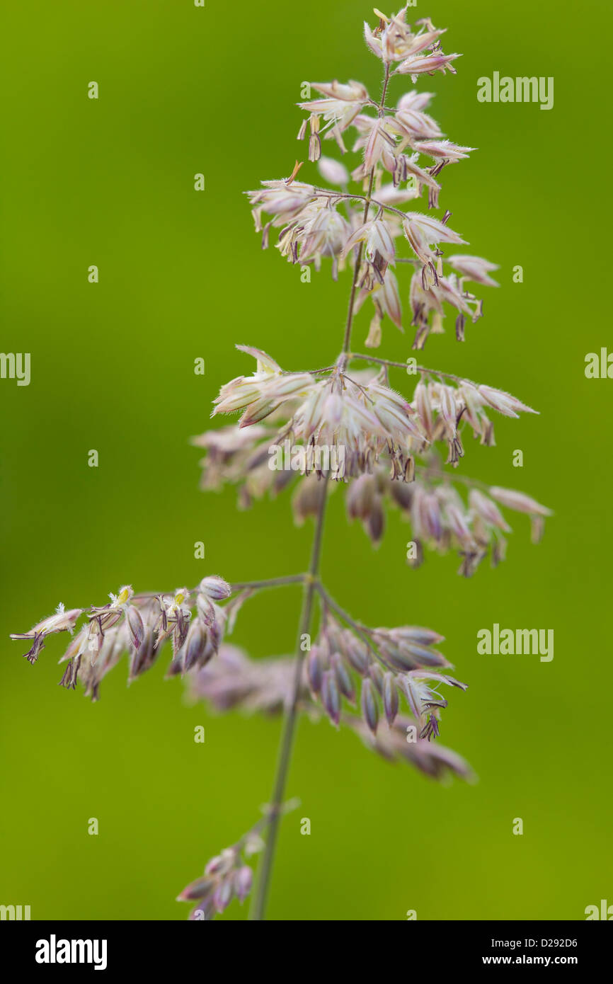 Yorkshire fog grass hi-res stock photography and images - Alamy
