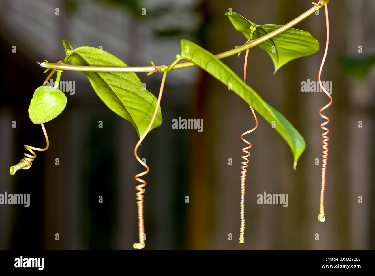 Passion flower climbing tendrils Stock Photo - Alamy