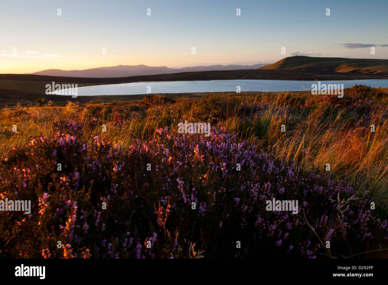 Common Heather or Ling (Calluna vulgaris) flowering at sunset near ...