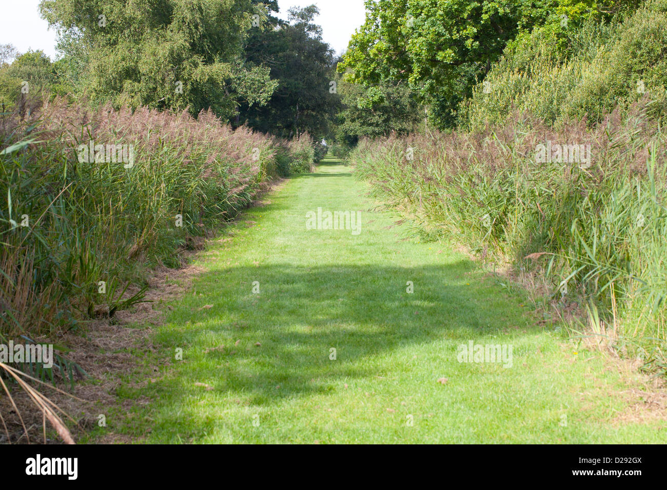 Reed-fringed path through wetland nature reserve. Woodwalton Fen NNR ...