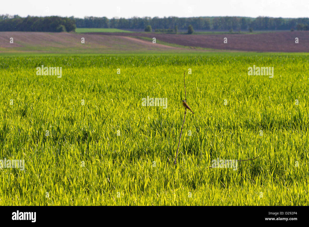 Swallow bird field hi-res stock photography and images - Alamy