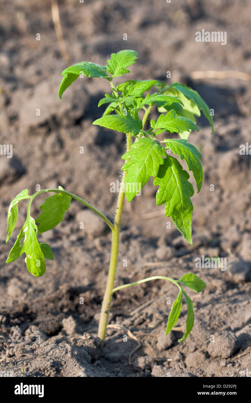Tomato Sprouts Full Sun at Cecil Messer blog