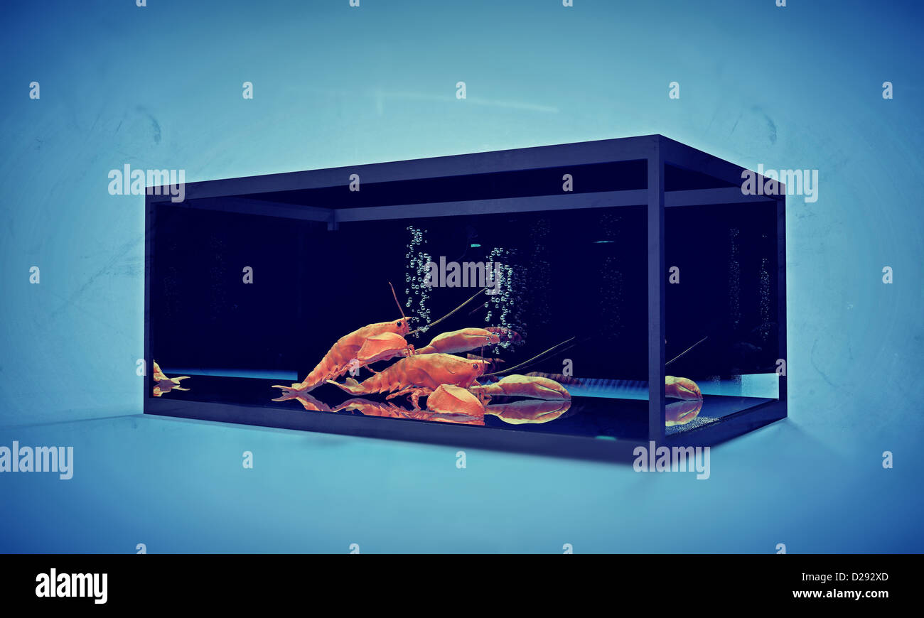 lobsters in love Stock Photo - Alamy
