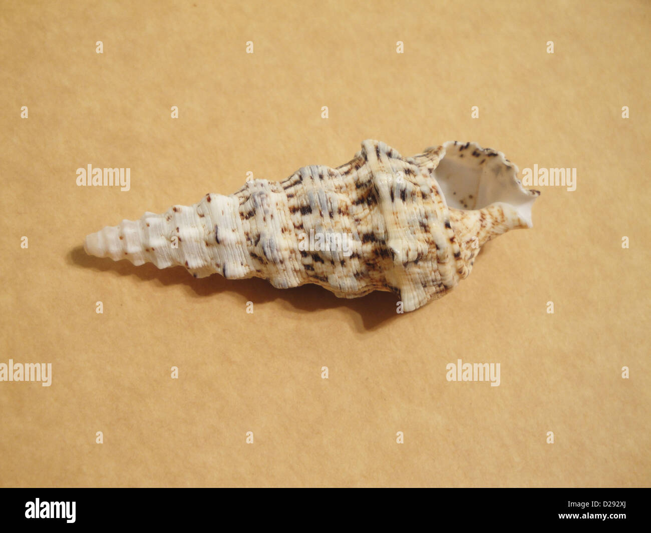 sea shell isolated on old paper Stock Photo - Alamy