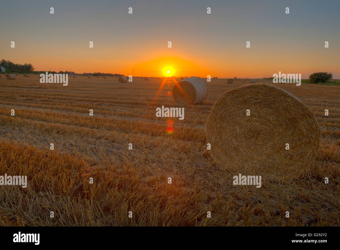 Fenland landscape at sunset. Large round straw bales in a recently ...