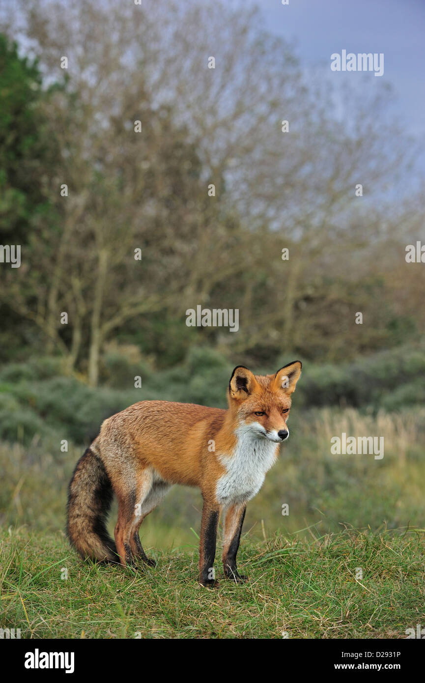 Edge of bush hi-res stock photography and images - Alamy