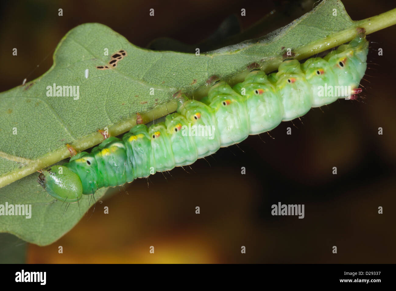 Full-grown larva of a Coxcomb Prominent moth (Ptilodon capucinai ...