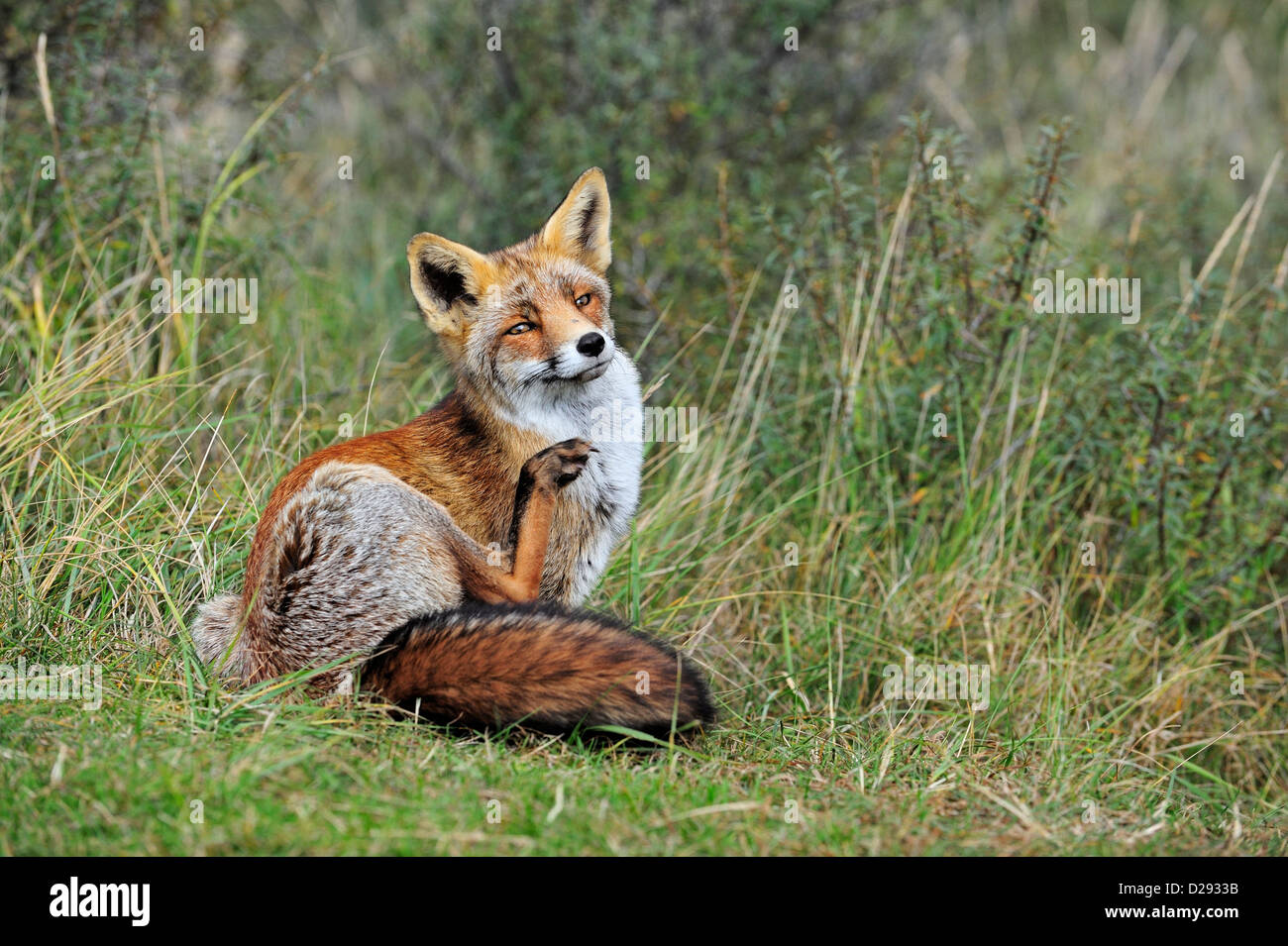 Red fox (Vulpes vulpes) in thicket grooming its pelt by scratching fur ...