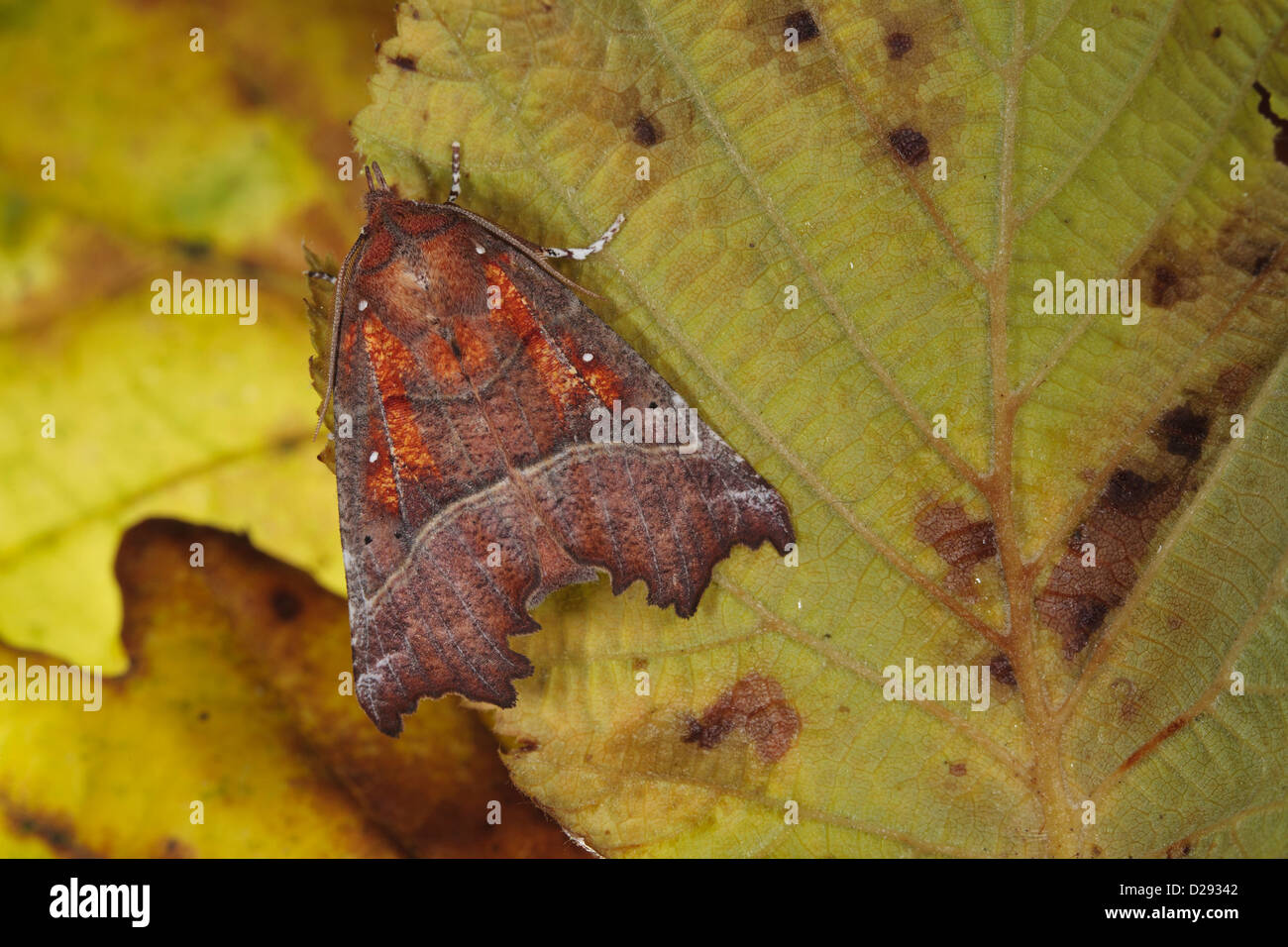 Herald of wales hi-res stock photography and images - Alamy