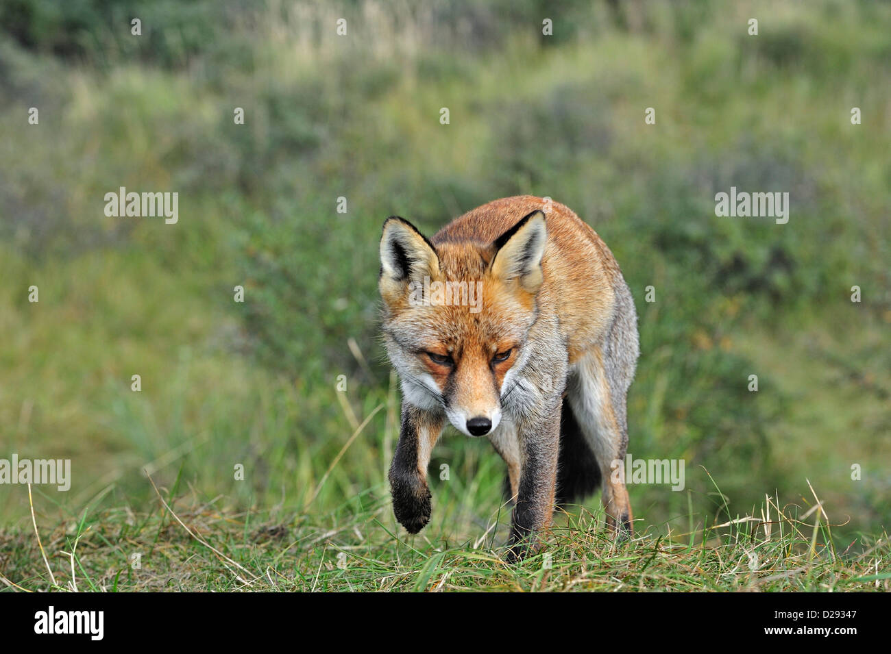 Red fox (Vulpes vulpes) stalking prey in meadow by following scent ...