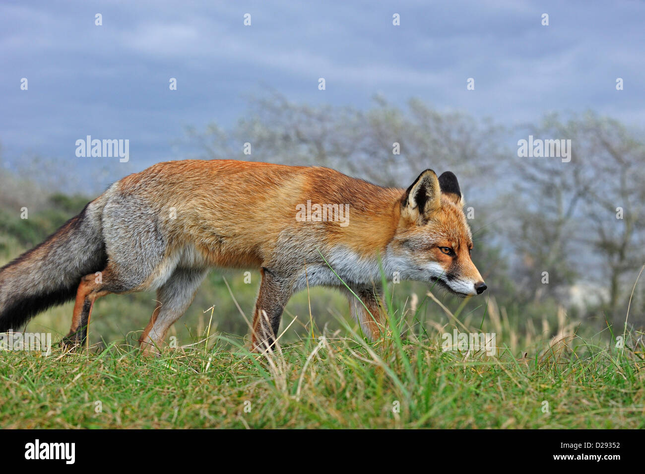 Red fox (Vulpes vulpes) stalking prey by following scent trail in ...