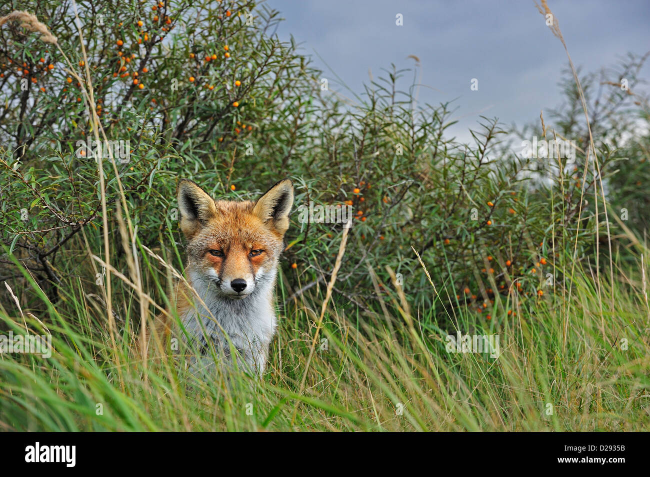 Red fox (Vulpes vulpes) in thicket with common sea-buckthorn in the dunes in autumn Stock Photo ...