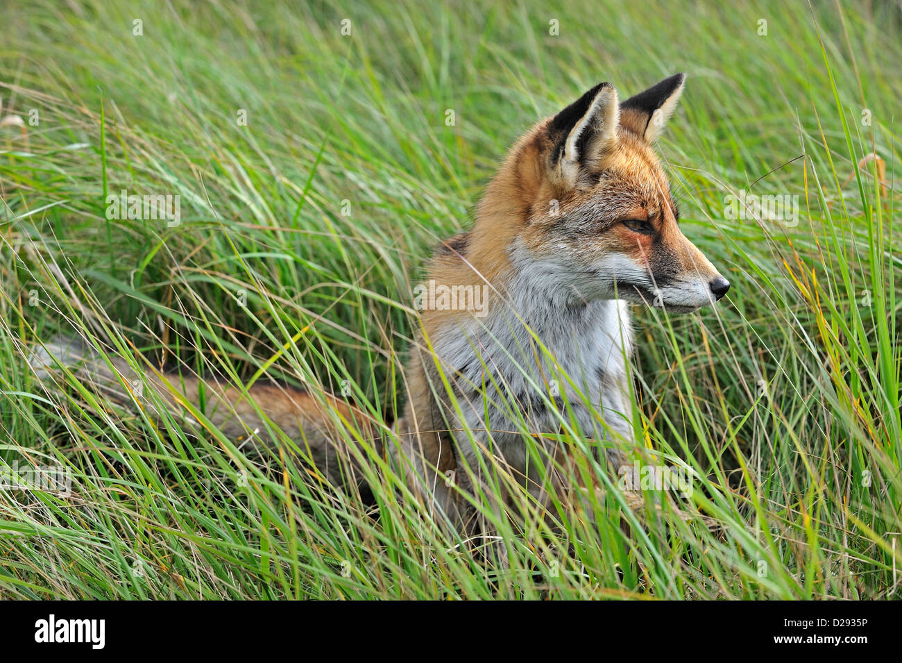 Red foxes in the grass hi-res stock photography and images - Alamy