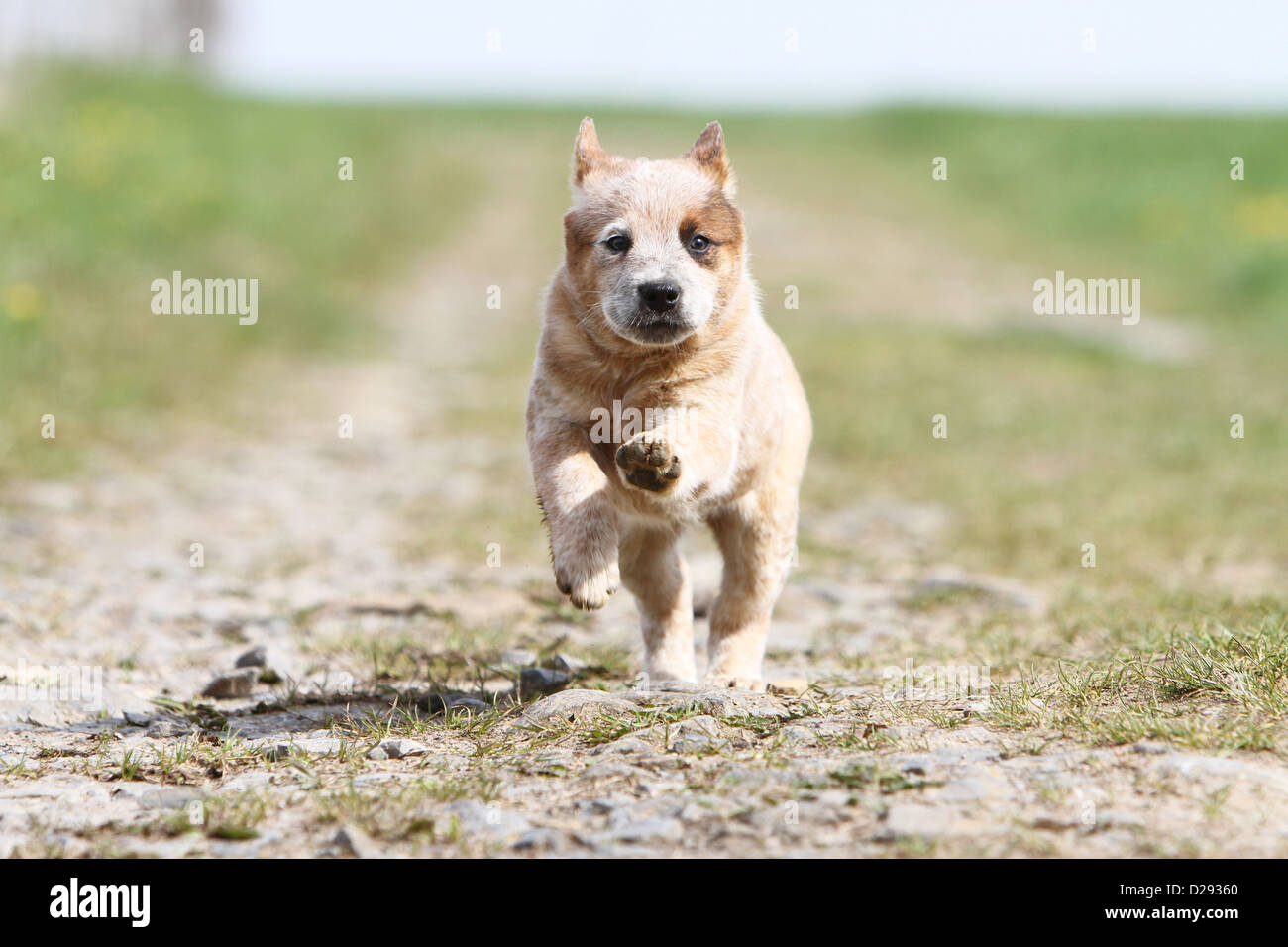 Australian cattle dog hi-res stock photography and images - Alamy