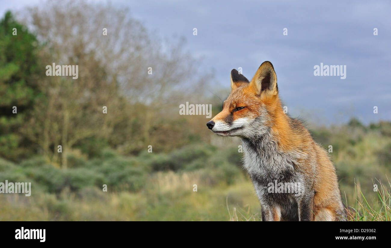 Red fox (Vulpes vulpes) sitting in grassland at forest edge in autumn Stock Photo - Alamy