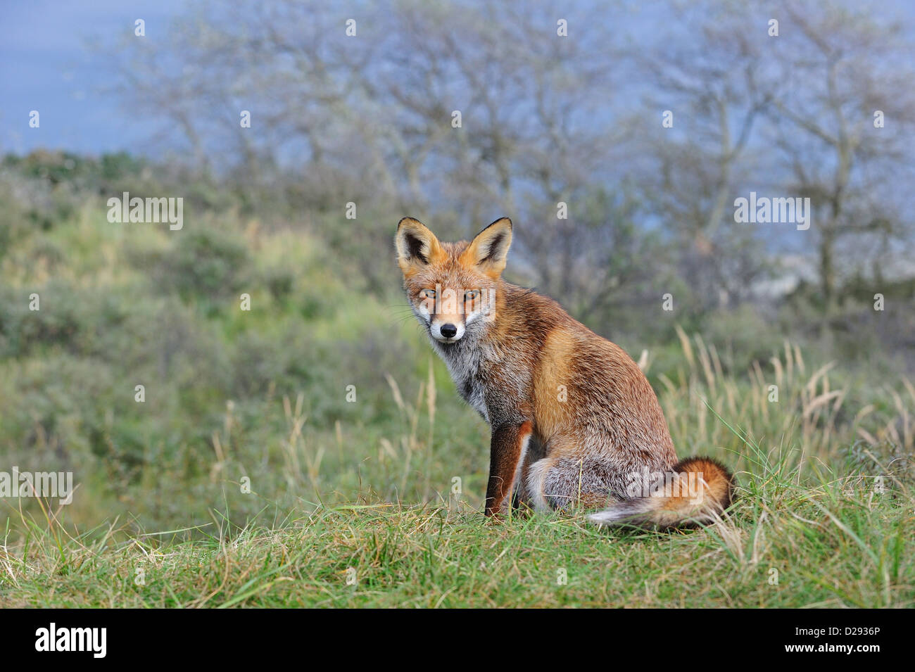 Red fox (Vulpes vulpes) sitting in thicket at forest edge Stock Photo - Alamy