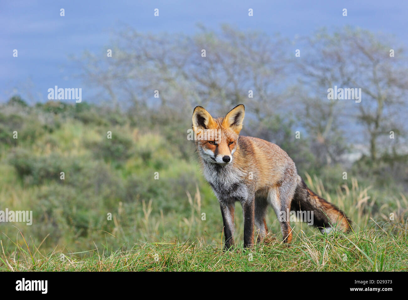 Red fox (Vulpes vulpes) standing in grassland at forest edge Stock ...