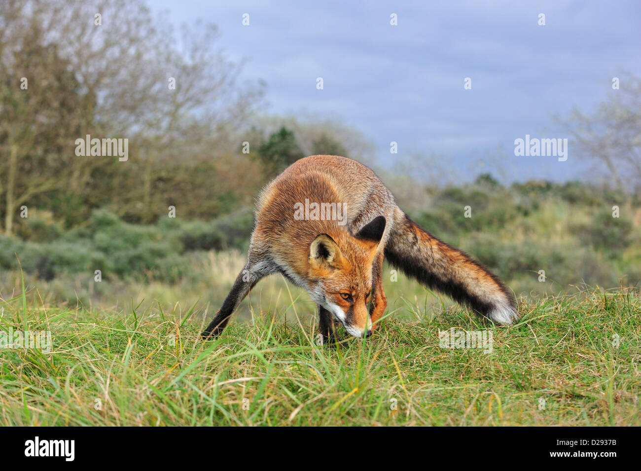 Red fox (Vulpes vulpes) sniffing at territorial scent mark in grassland at forest edge Stock ...