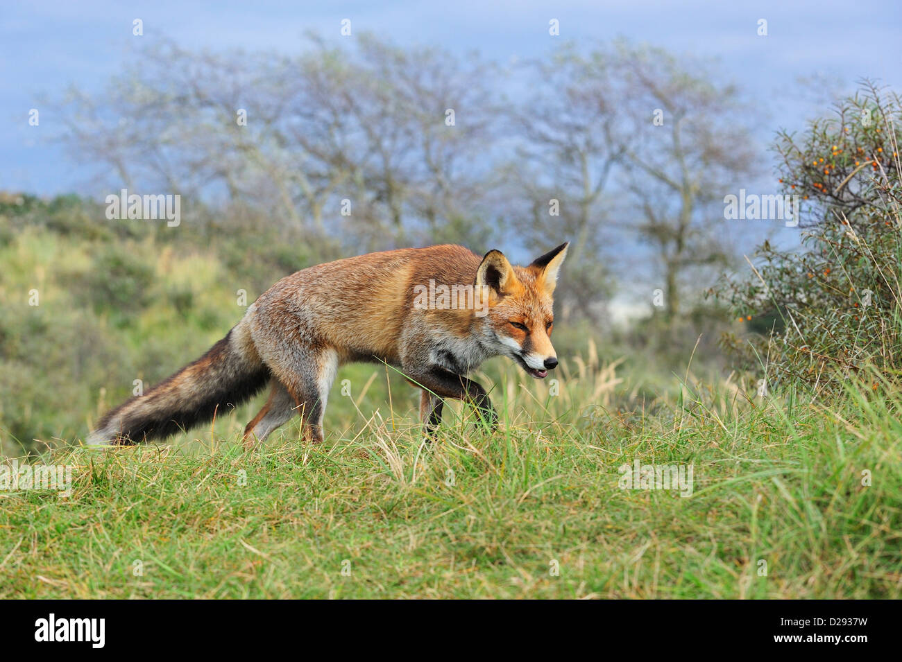 Red fox hunting prey hi-res stock photography and images - Alamy