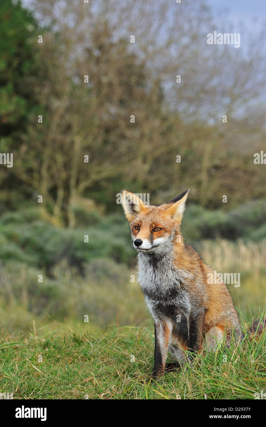 Red fox (Vulpes vulpes) sitting in grassland at forest edge in autumn Stock Photo - Alamy