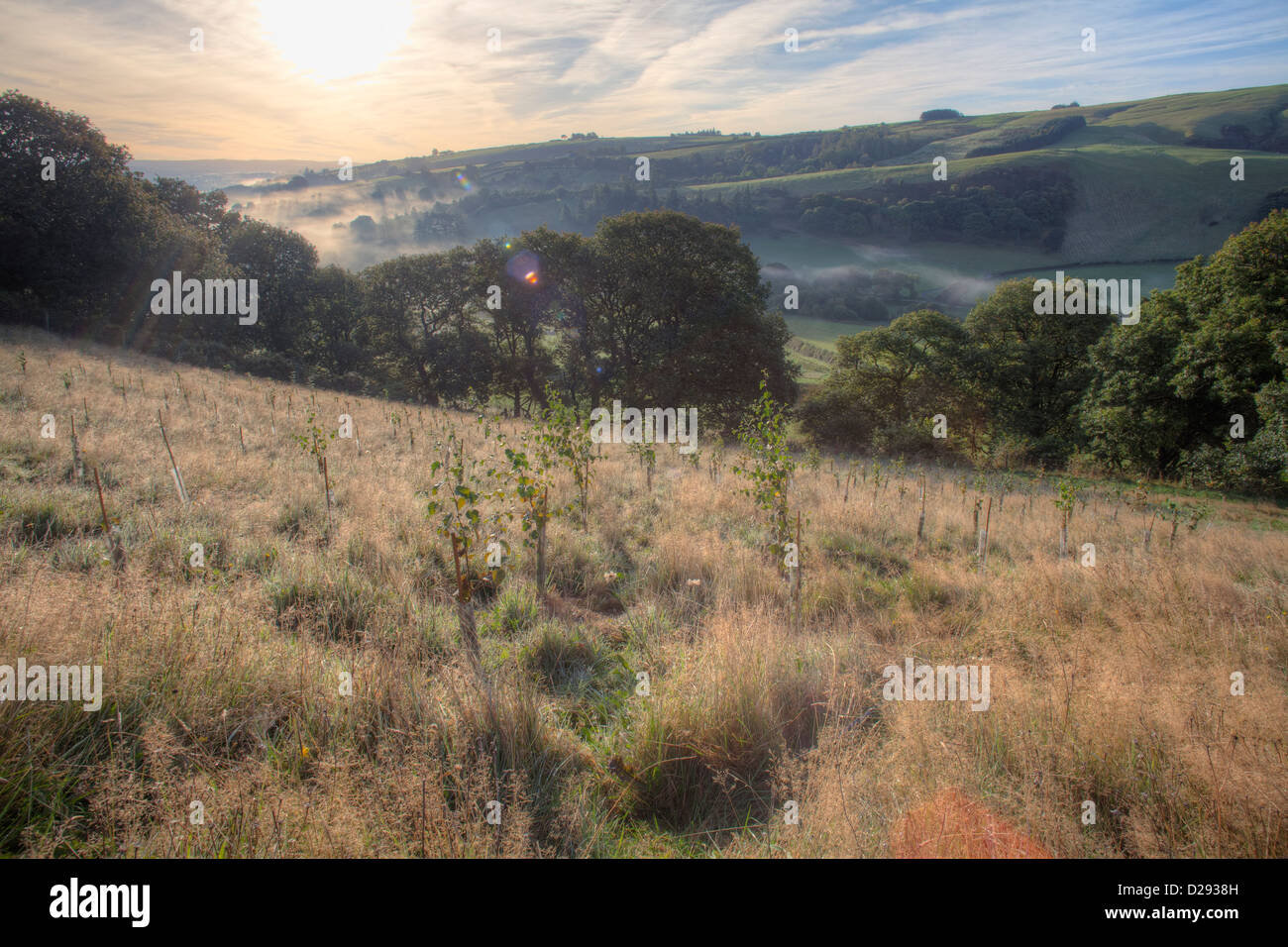 Young trees in newly planted woodland on a hill farm in Powys, Wales ...