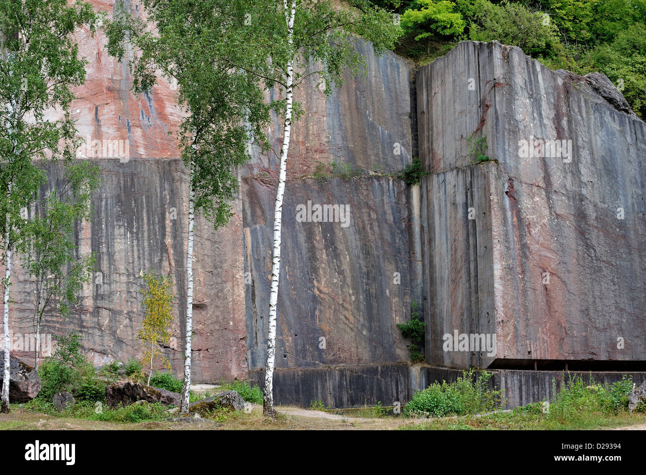 Birch trees growing in the abandoned red marble quarry Carrière de ...