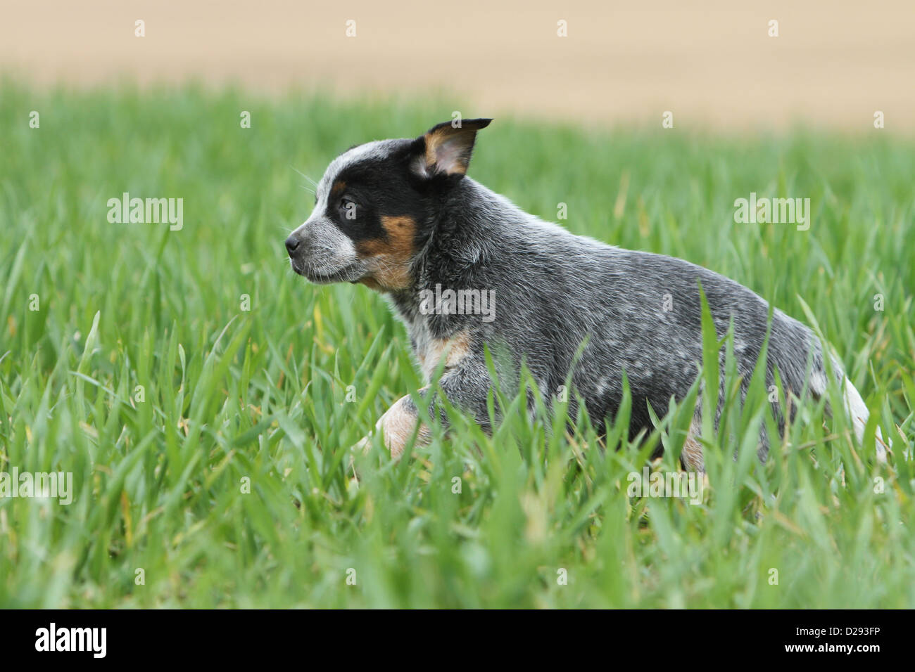 Australian blue heeler dog running hi-res stock photography and images ...
